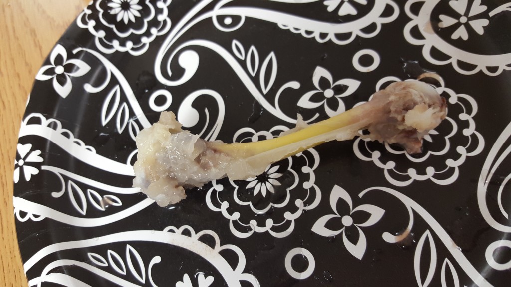 Chicken and Vinegar Lab | Simon Says School